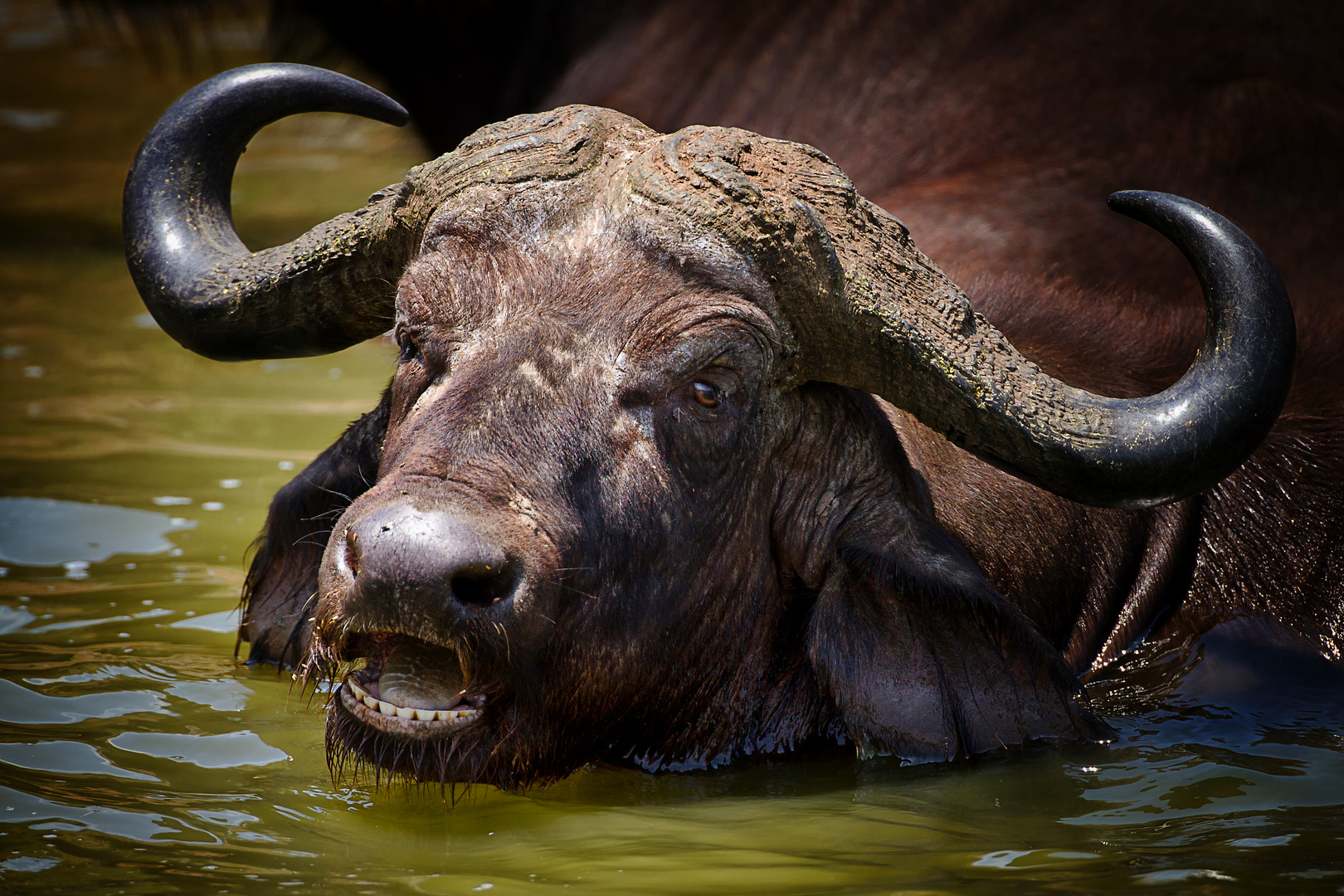 Afrikanischer Büffel Foto & Bild | tiere, wildlife, säugetiere Bilder ...