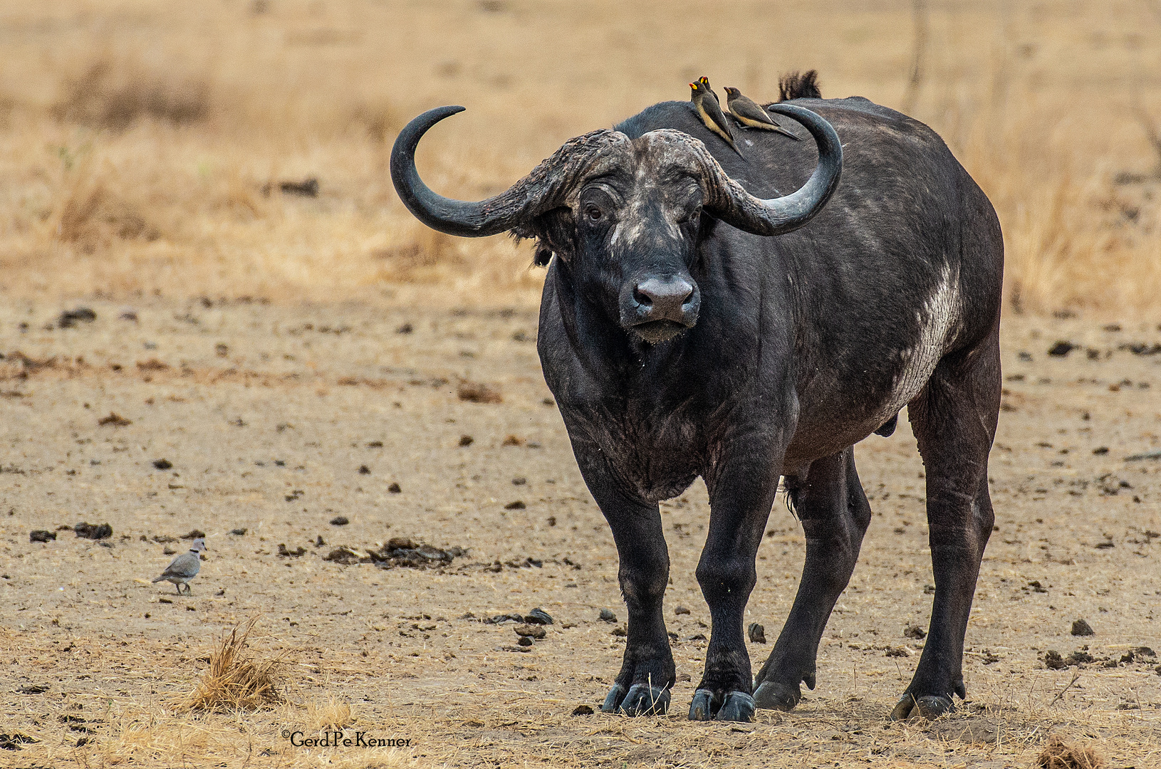 Afrikanischer Büffel #1802 Foto & Bild | africa, eastern africa, tiere ...