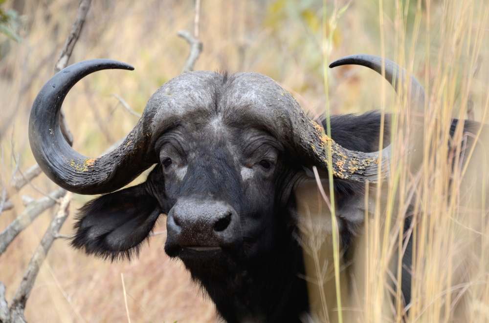 Afrikanischer Büffel Foto & Bild | tiere, wildlife, säugetiere Bilder ...
