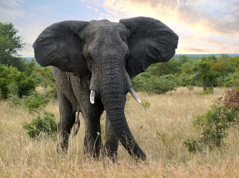 Afrikanischer Elefant Foto And Bild Tiere Wildlife Säugetiere Bilder