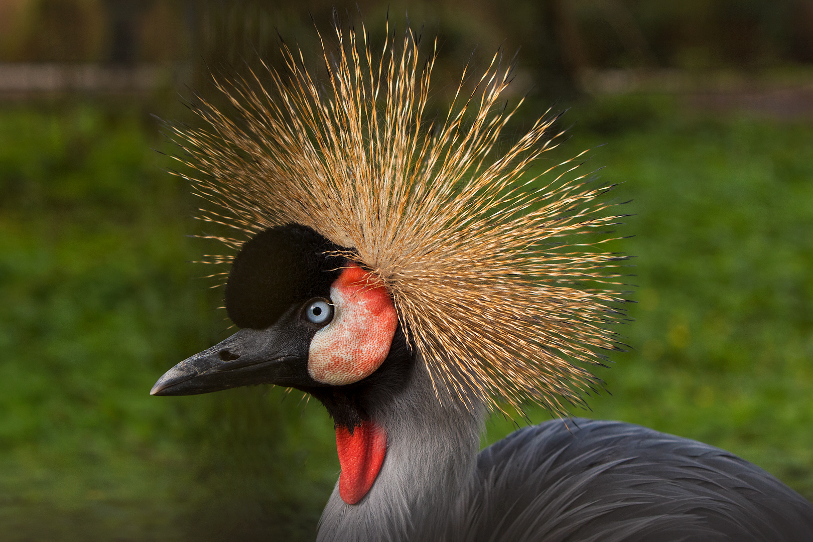 Afrikanischer Kranich Foto & Bild | jahreszeiten, frühling, bäume ...