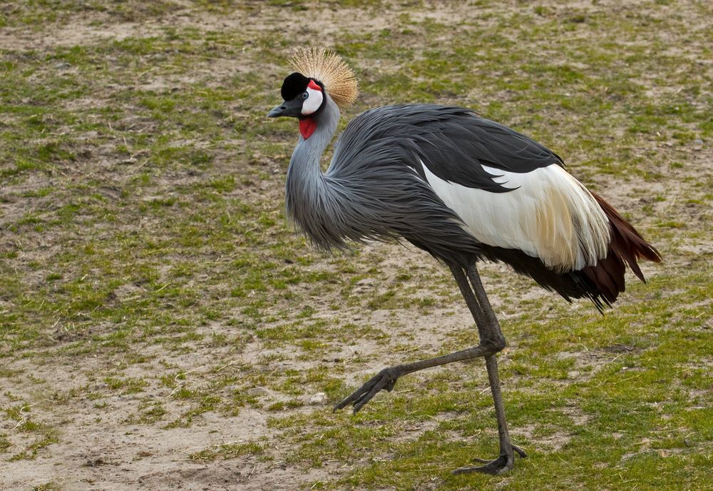 Afrikanischer Kranich Foto & Bild | landschaft, lebensräume, wiese ...
