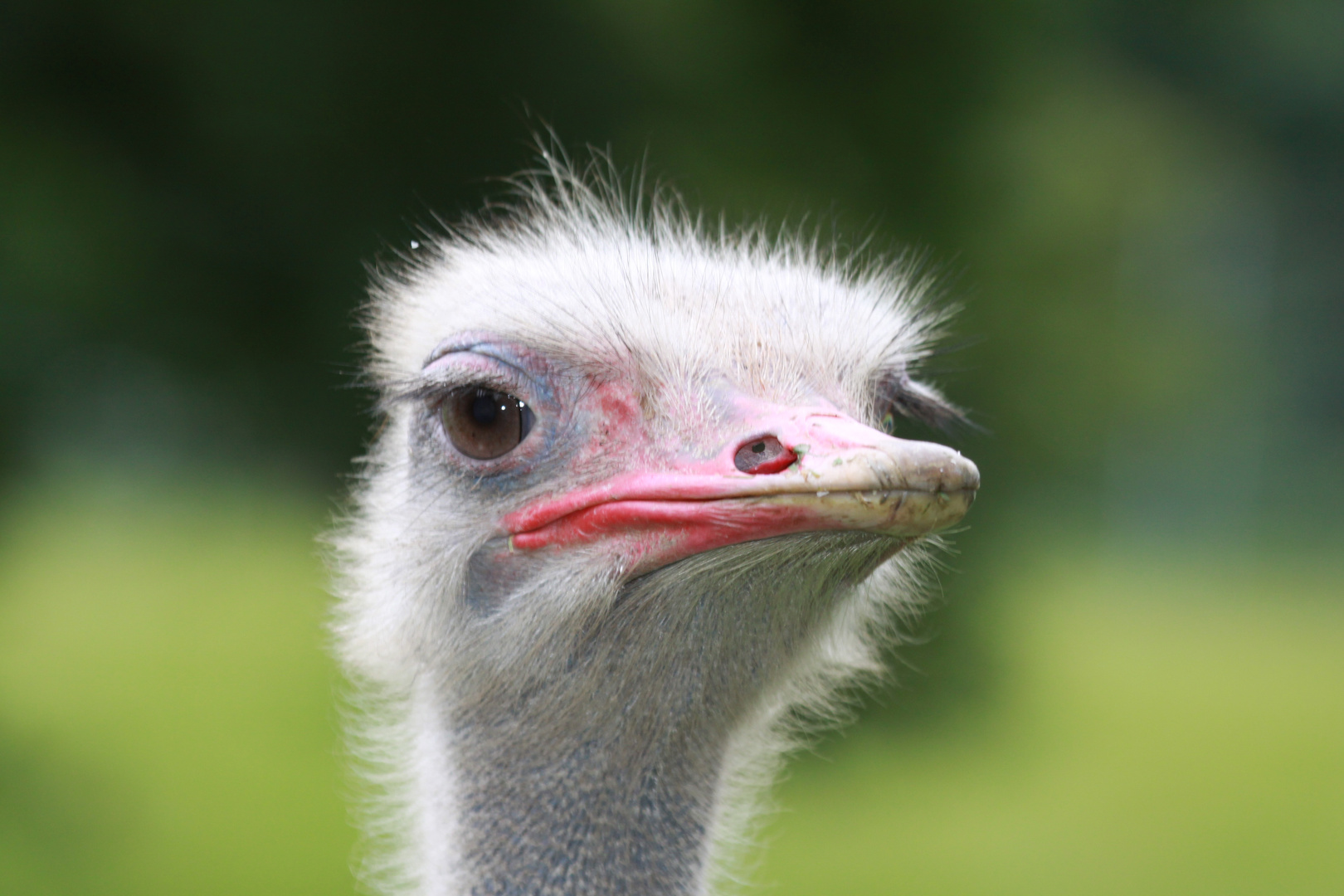 Afrikanischer Strauß Foto & Bild | tiere, zoo, wildpark & falknerei ...