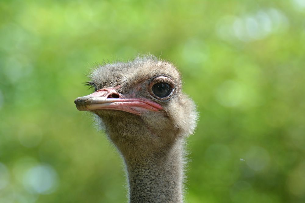 Afrikanischer Strauß Foto & Bild | tiere, zoo, wildpark & falknerei ...