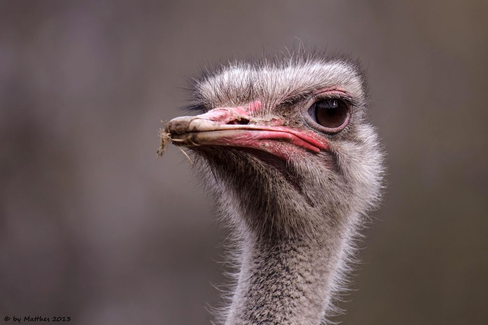 Afrikanischer Strauß (Struthio camelus) Foto & Bild | tiere, zoo ...