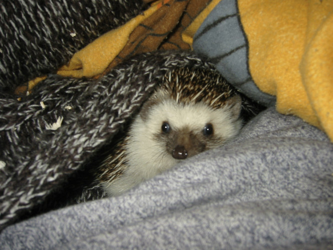 Afrikanischer Zwergigel (Weißbauchigel) Foto & Bild | tiere, haustiere, natur Bilder auf ...