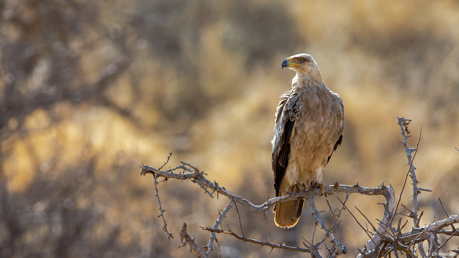 Afrikas Adler Foto & Bild | africa, eastern africa, kenya Bilder auf ...
