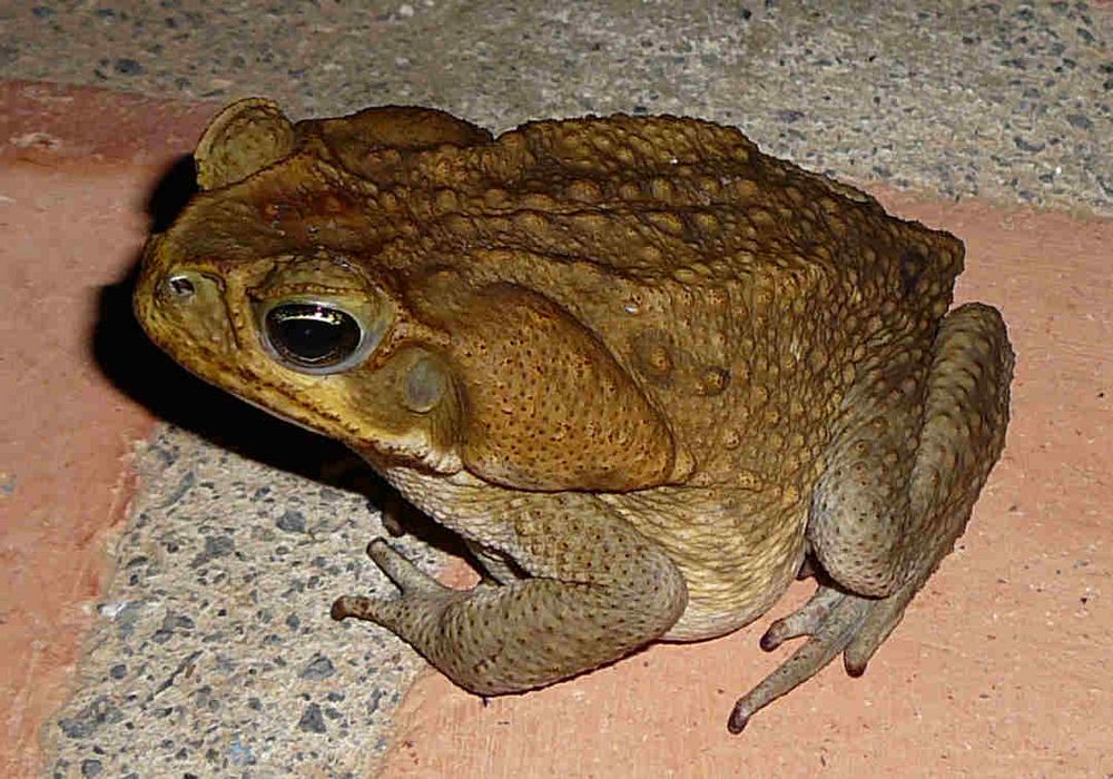 Aga-Kröte Foto & Bild | tiere, wildlife, amphibien & reptilien Bilder ...