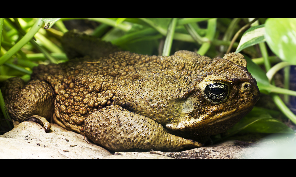 Aga-Kröte *** Foto & Bild | tiere, zoo, wildpark & falknerei, amphibien ...