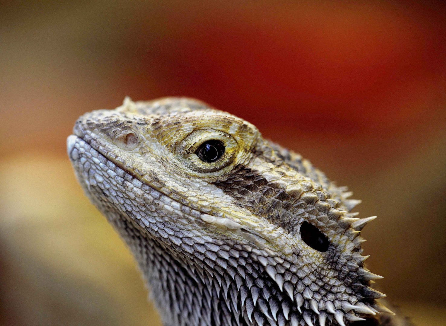 Agame Foto & Bild | natur, tiere Bilder auf fotocommunity