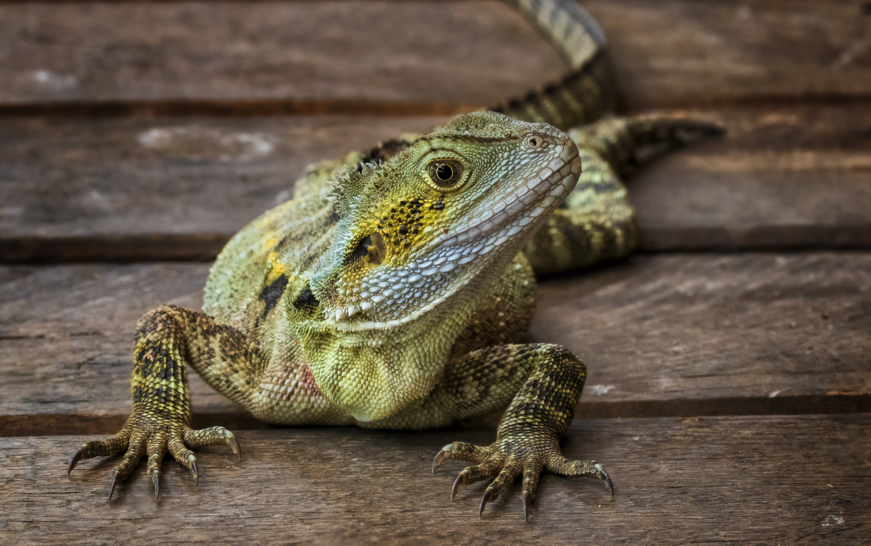 Agame Foto & Bild | fotos, australia, world Bilder auf fotocommunity