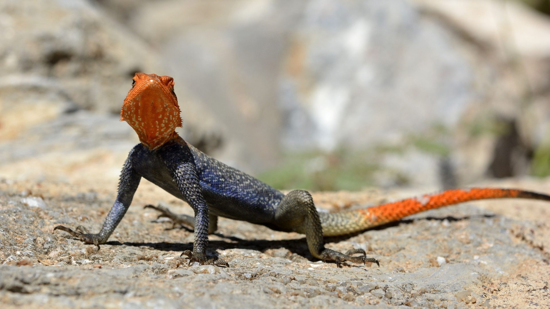 Agame Foto & Bild | sand, natur, portrait Bilder auf fotocommunity