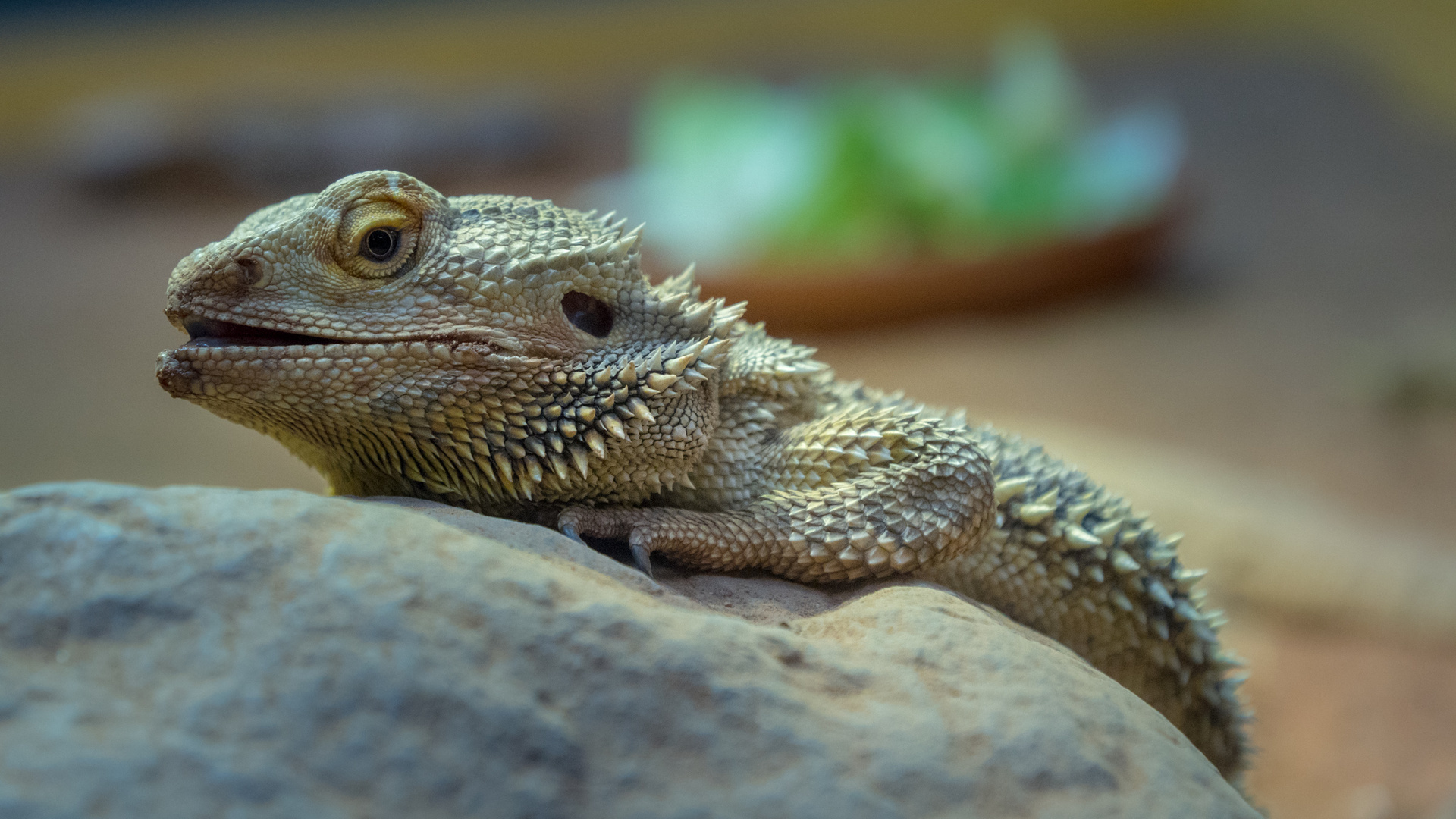 Agame Foto & Bild | tiere, zoo, wildpark & falknerei, amphibien ...