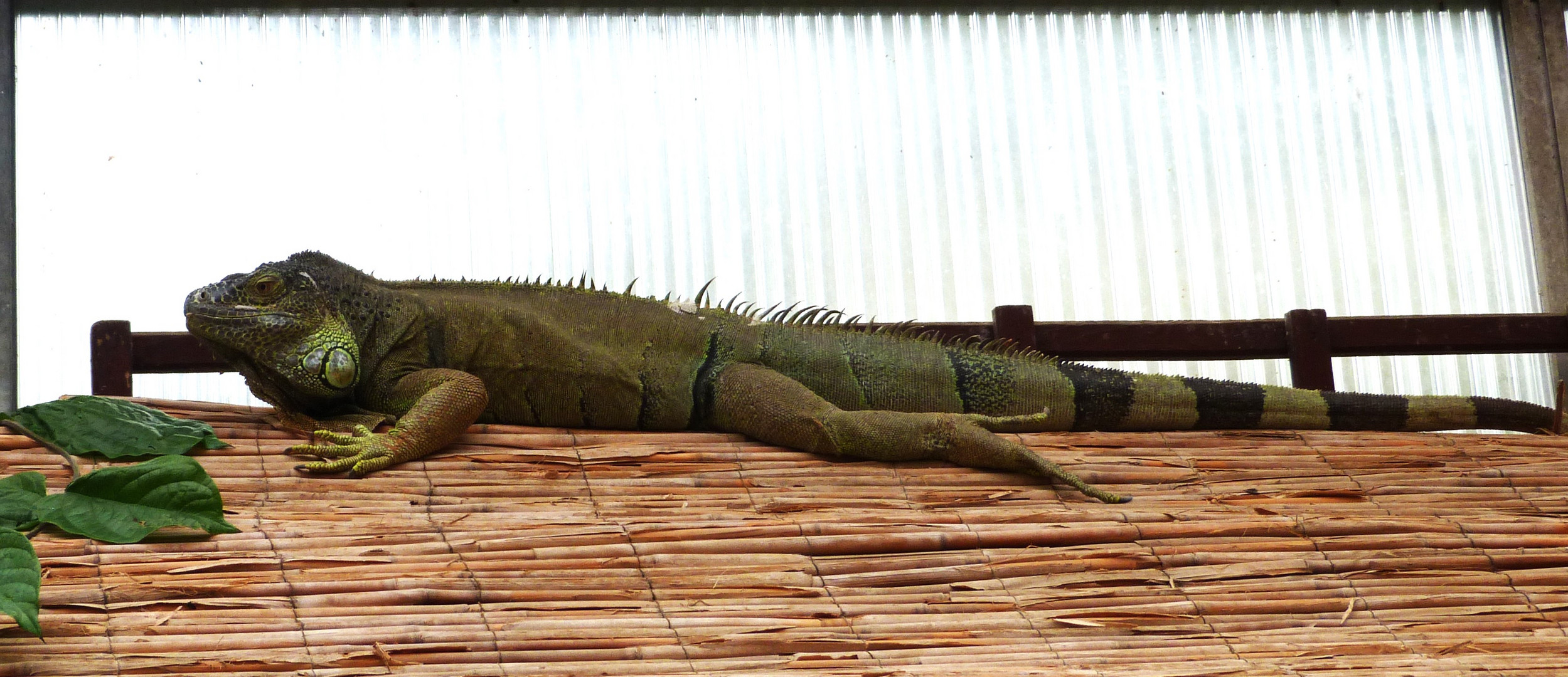 Agame in Ruhestellung Foto & Bild | tiere, zoo, wildpark & falknerei ...