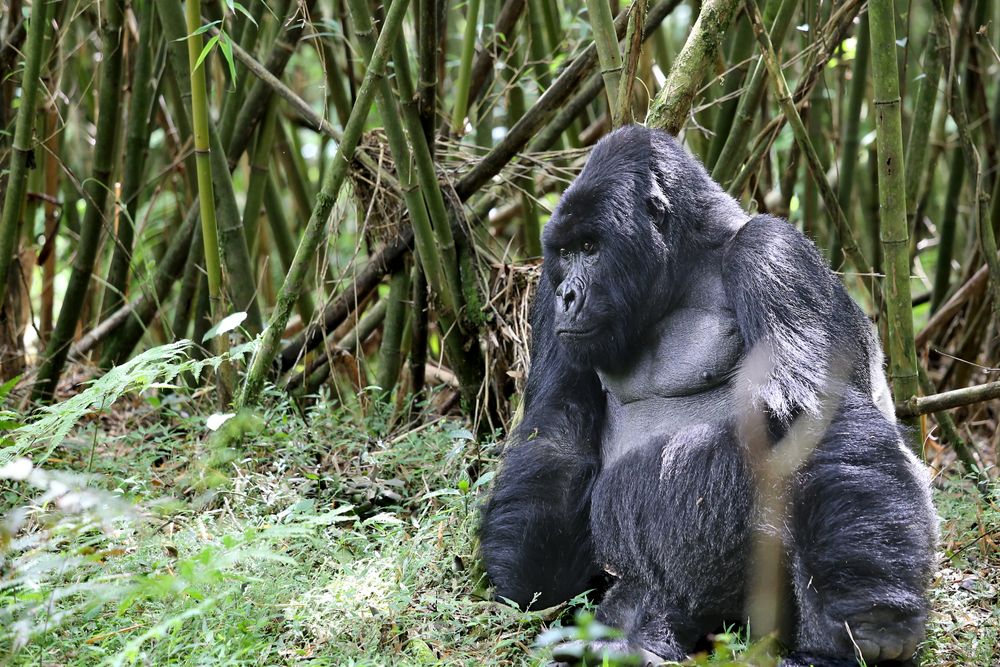 Agashya Foto & Bild | natur, tiere, wildlife Bilder auf fotocommunity