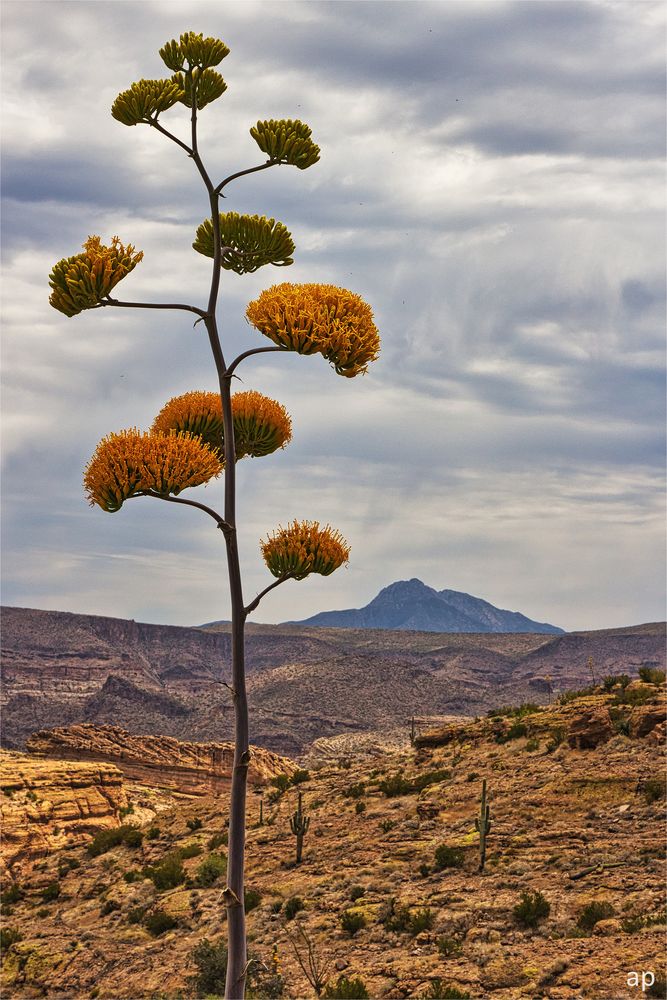 Agave Foto & Bild | world, spezial, natur Bilder auf fotocommunity
