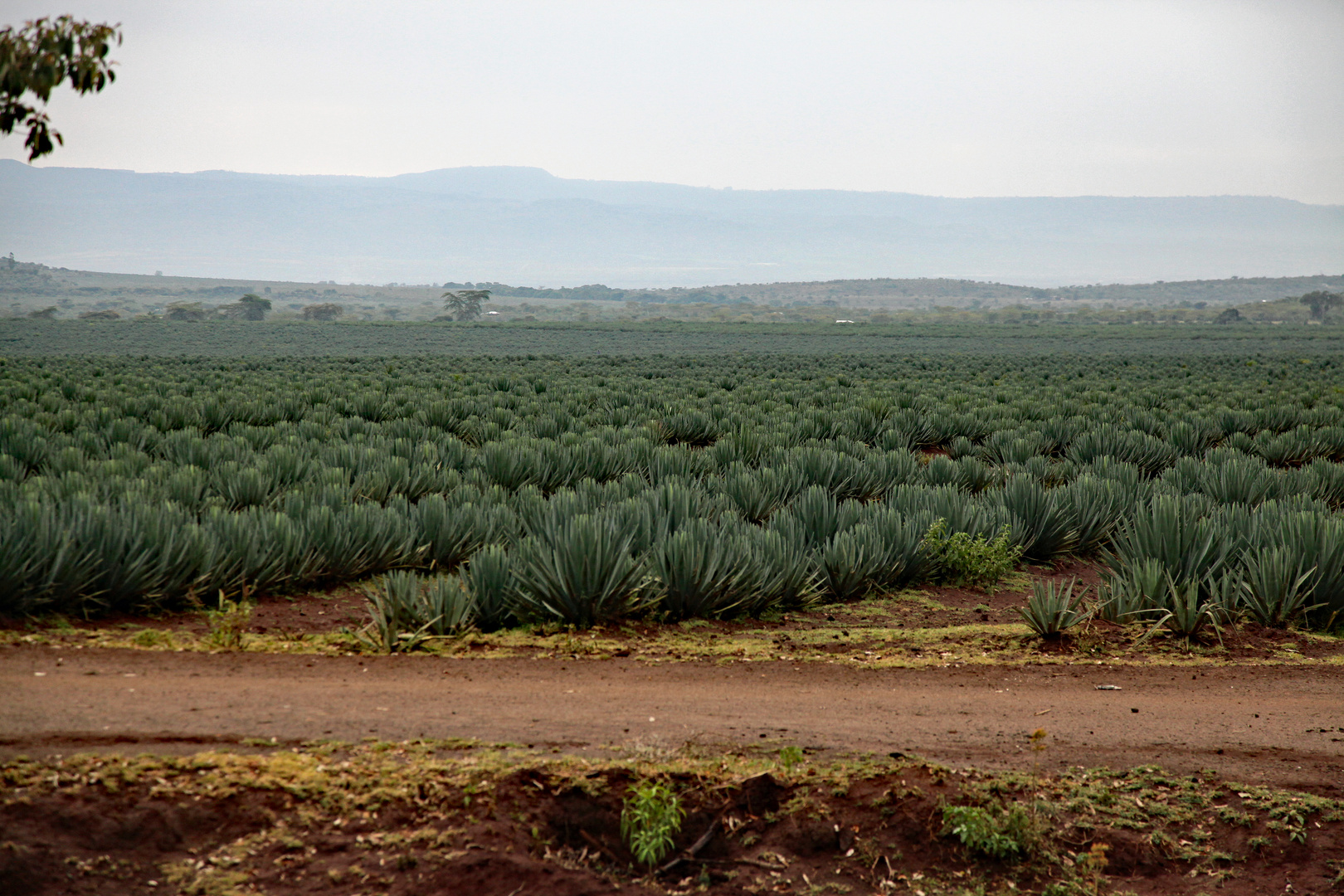 Agaven Foto & Bild | africa, eastern africa, kenya Bilder auf fotocommunity