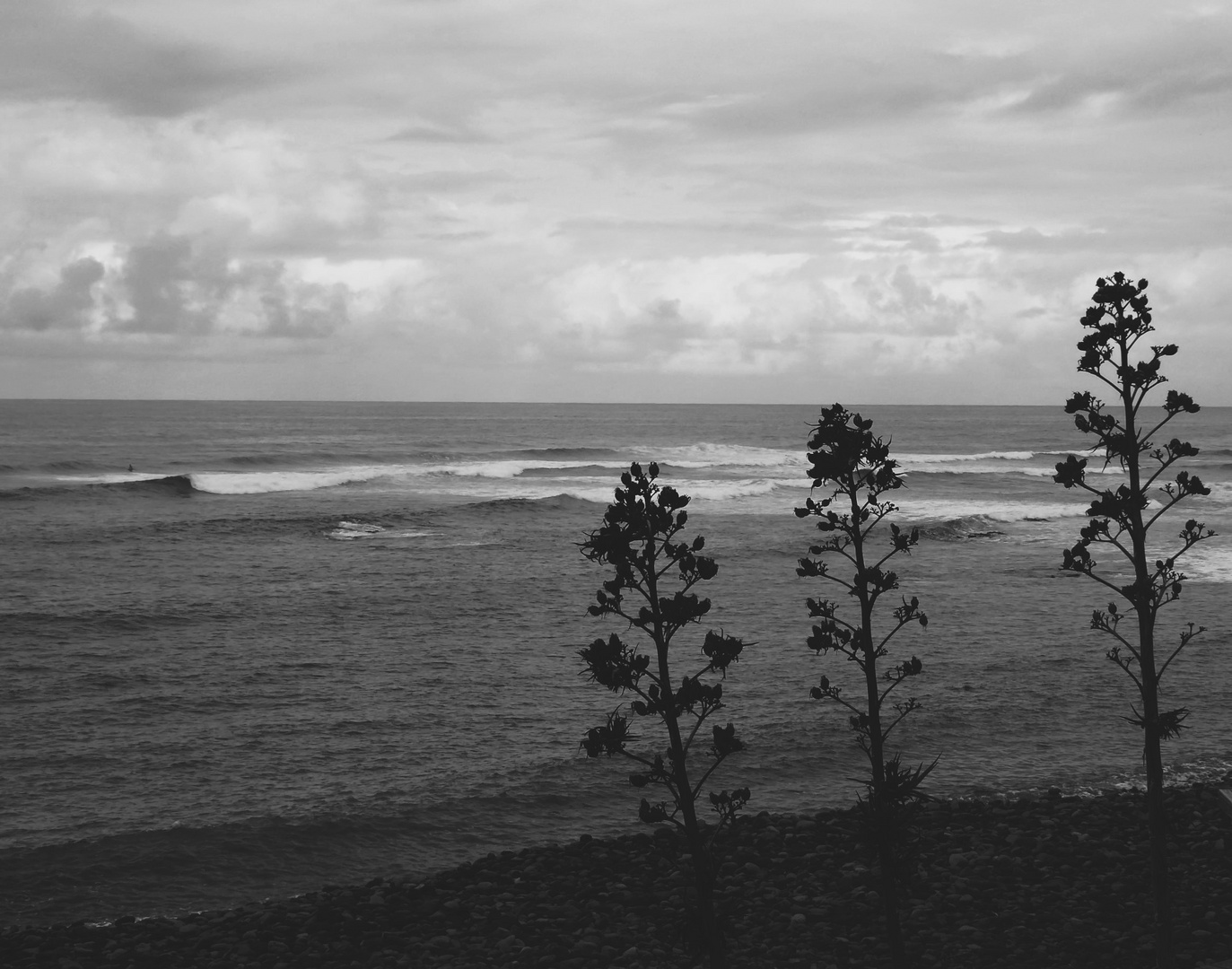 Agaven am Atlantik... Foto & Bild | spezial, dokumentation, outdoor ...