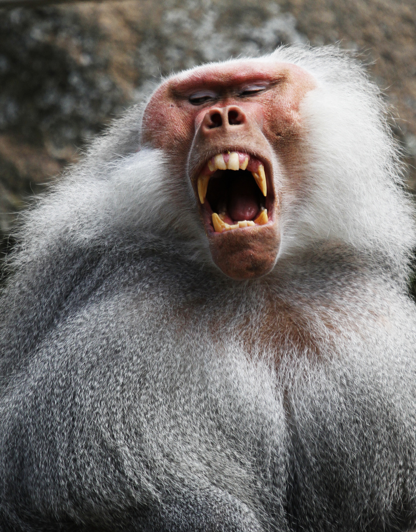 aggressiv Foto & Bild | tiere, zoo, wildpark & falknerei, säugetiere ...