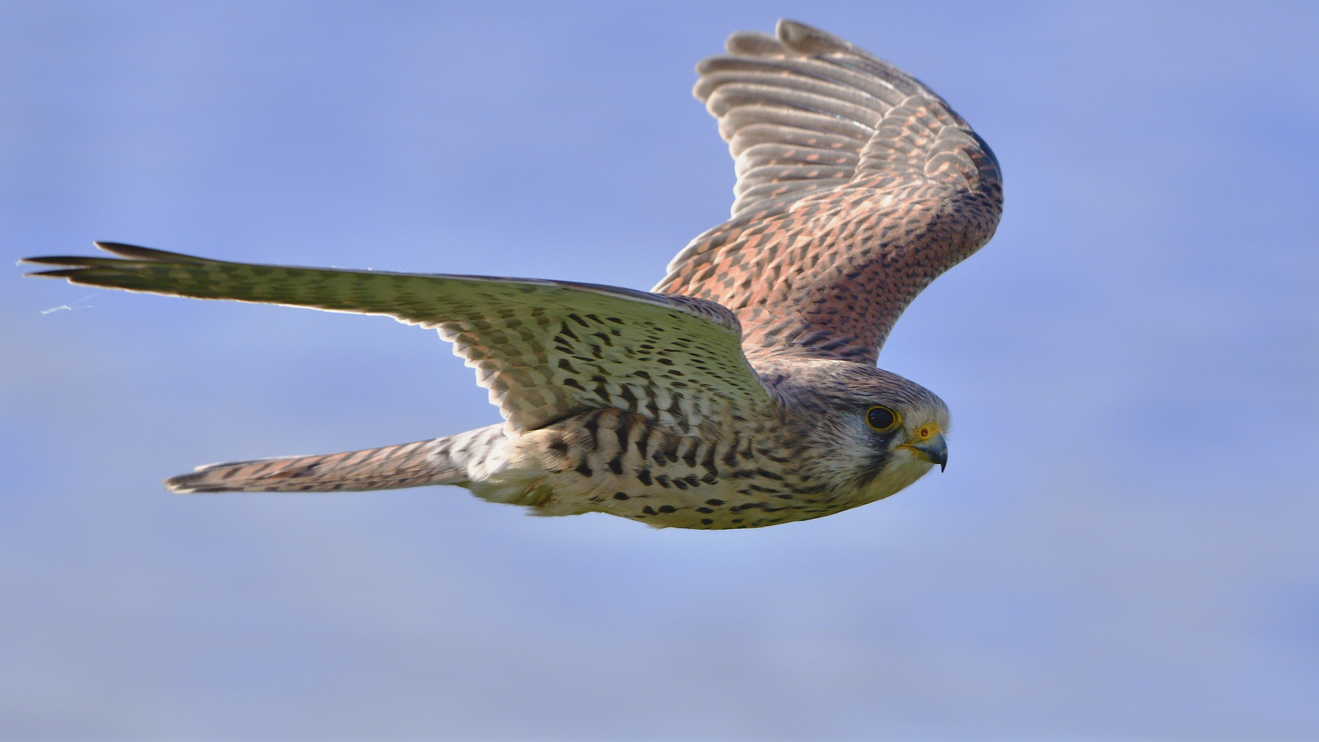 agil Foto & Bild | tiere, wildlife, wild lebende vögel Bilder auf ...