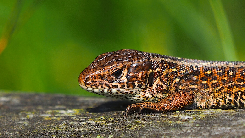 Agilis-Portrait Foto & Bild | tiere, wildlife, amphibien & reptilien ...