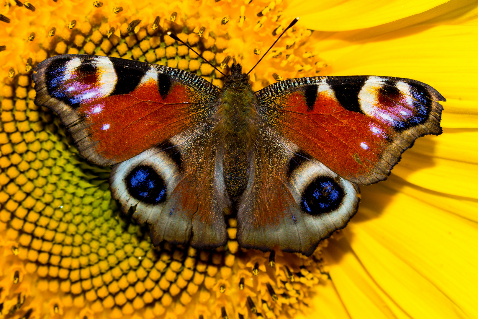 Aglais io Foto & Bild | fotos, makro, natur Bilder auf fotocommunity