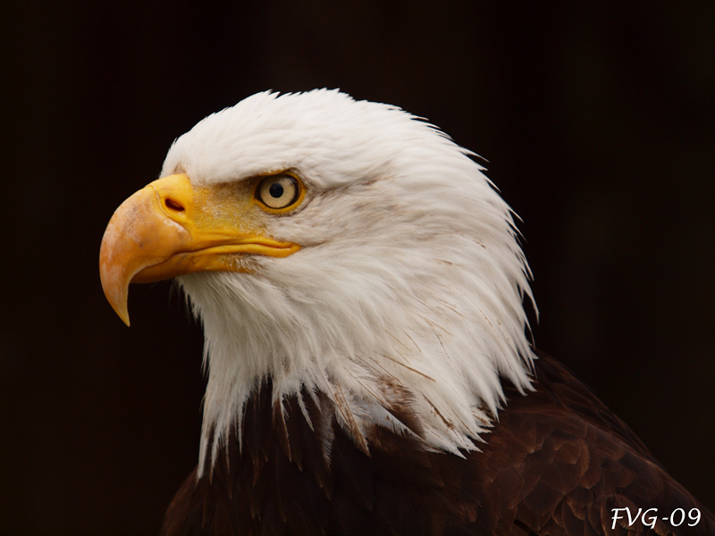 Aguila Imagen & Foto | animales, aves, naturaleza Fotos de fotocommunity