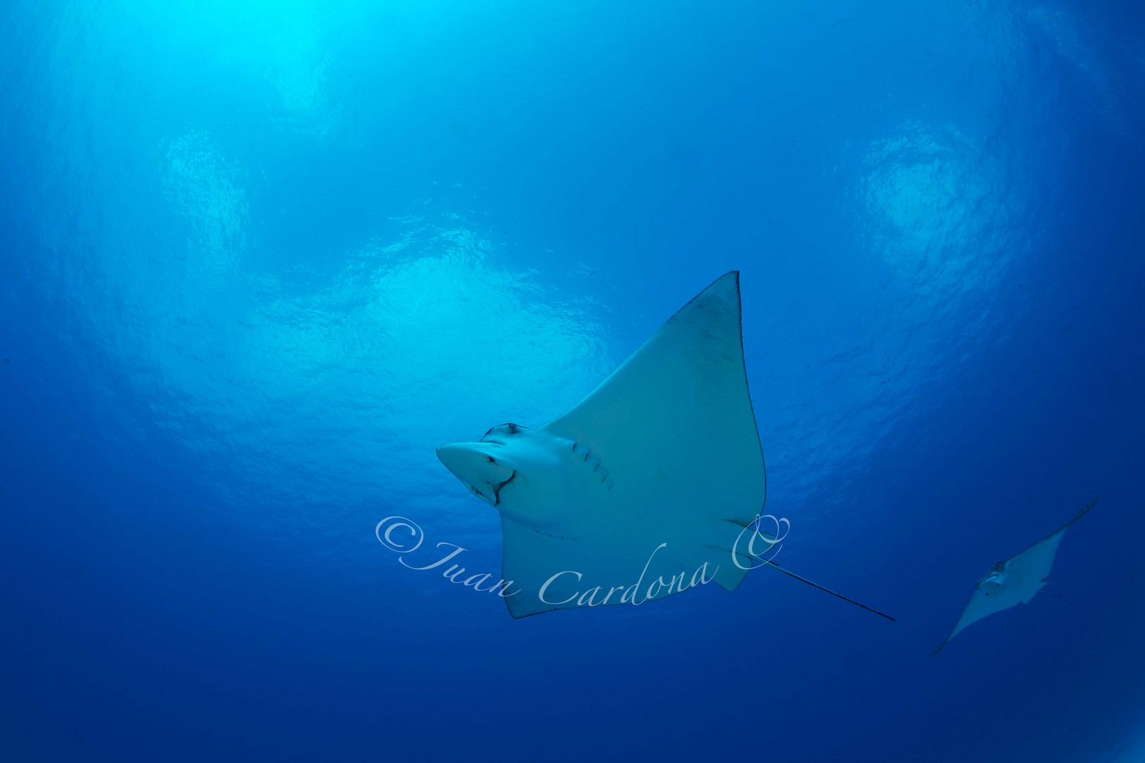 Aguila Imagen & Foto | bajo el agua , naturaleza Fotos de fotocommunity