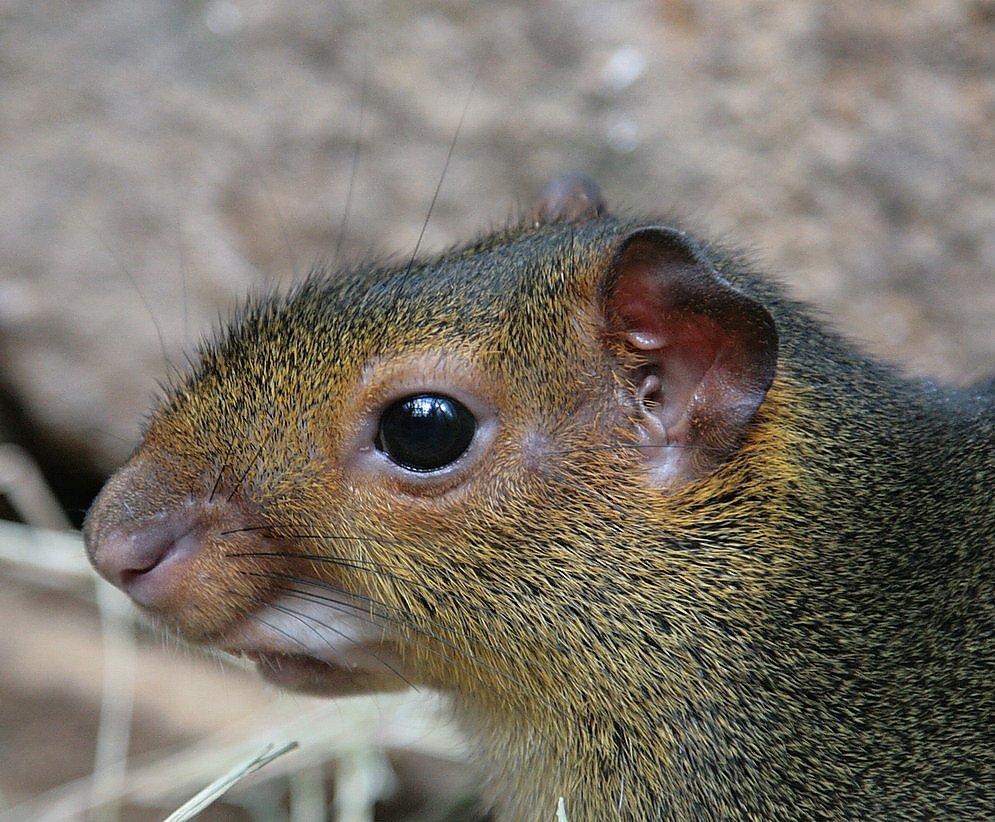 Aguti-- Foto & Bild | tiere, zoo, wildpark & falknerei, säugetiere ...