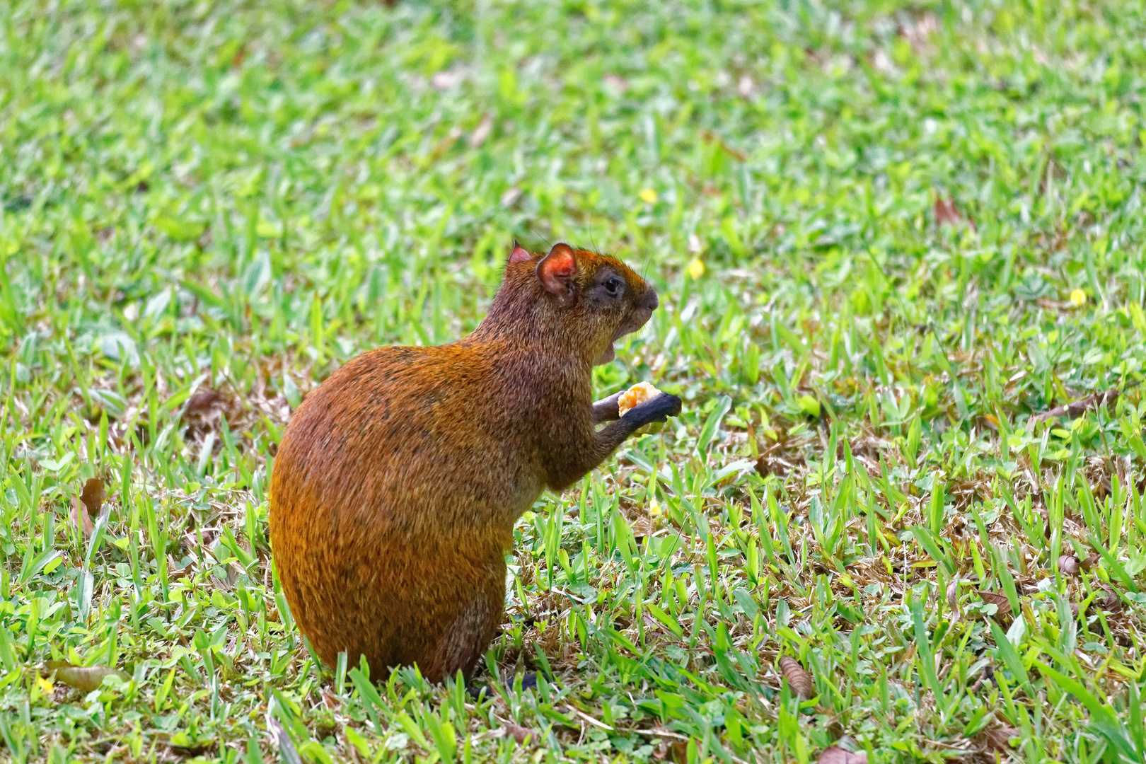 Aguti Foto & Bild | north america, central america, tiere Bilder auf ...