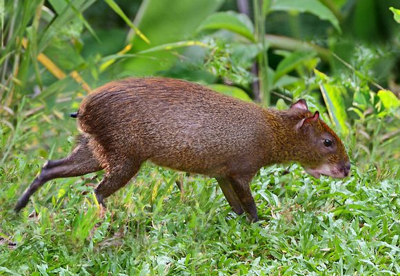 Aguti Fotos & Bilder auf fotocommunity