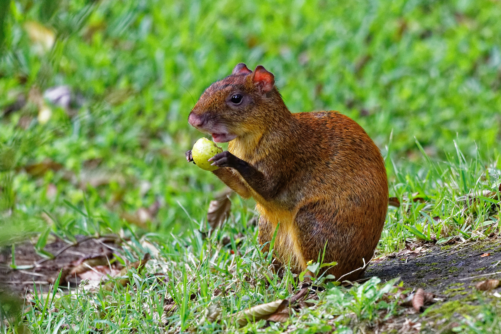 Aguti_1 Foto & Bild | north america, central america, tiere Bilder auf ...