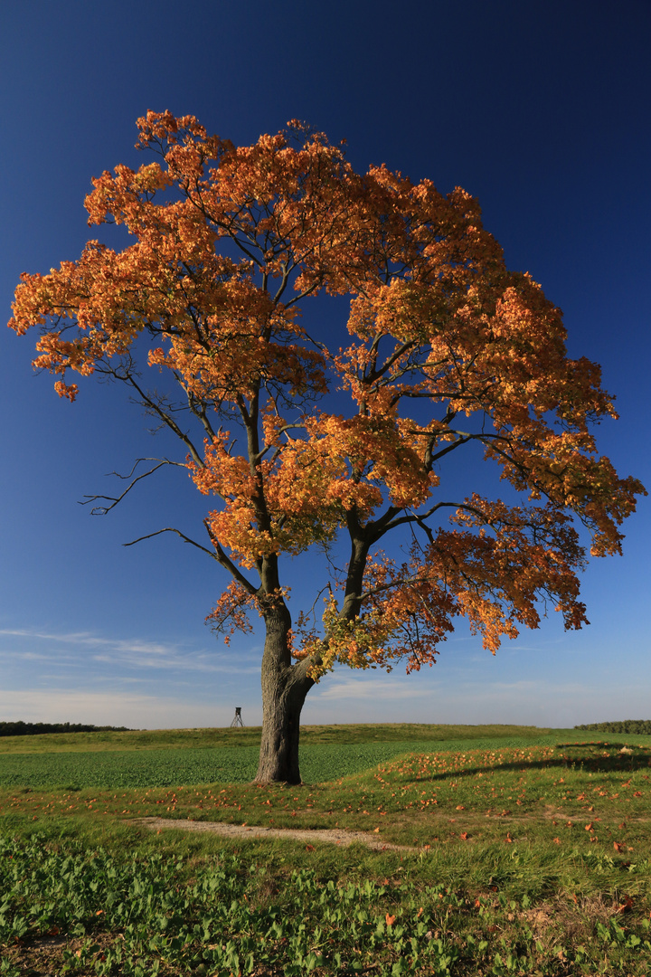 Ahorn Foto & Bild | deutschland, europe, thüringen Bilder auf fotocommunity