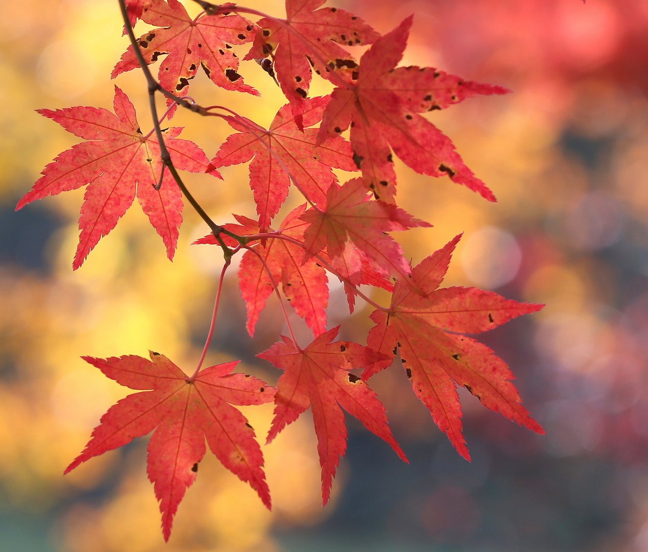 Ahorn im Herbst Foto & Bild | pflanzen, pilze & flechten, bäume, jahreszeiten Bilder auf ...