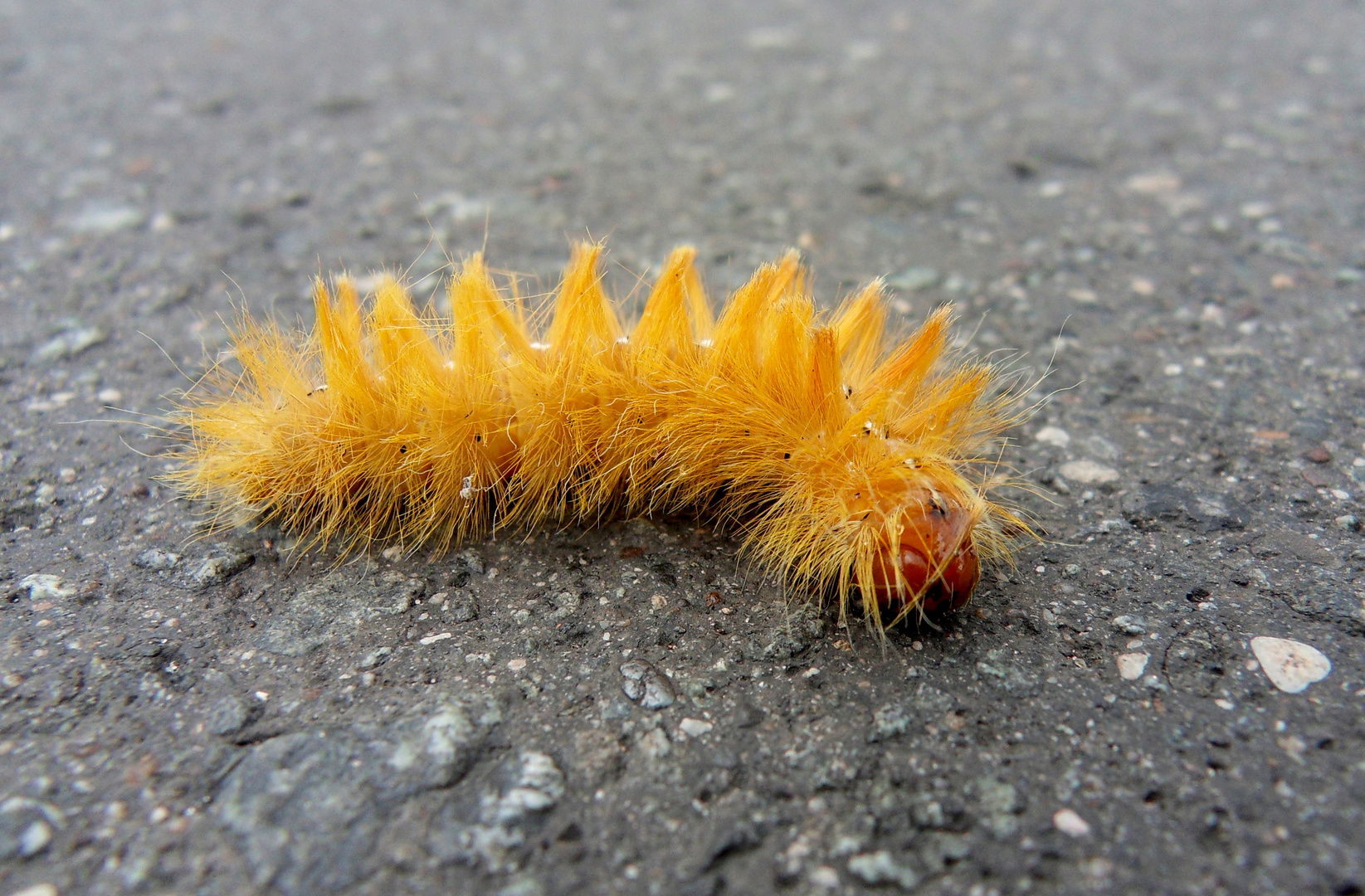 Ahorn-Rindeneule Foto & Bild | tiere, wildlife, insekten Bilder auf ...