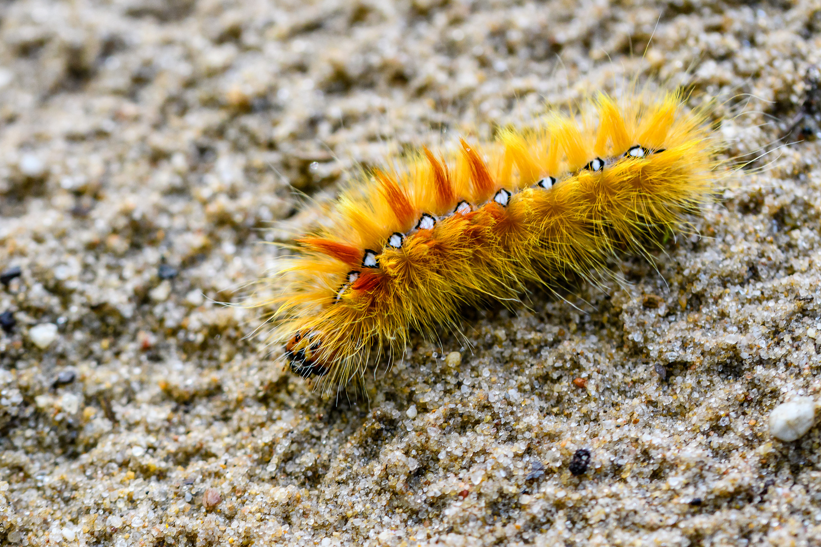 Ahorn-Rindeneule Foto & Bild | tiere, wildlife, insekten Bilder auf ...