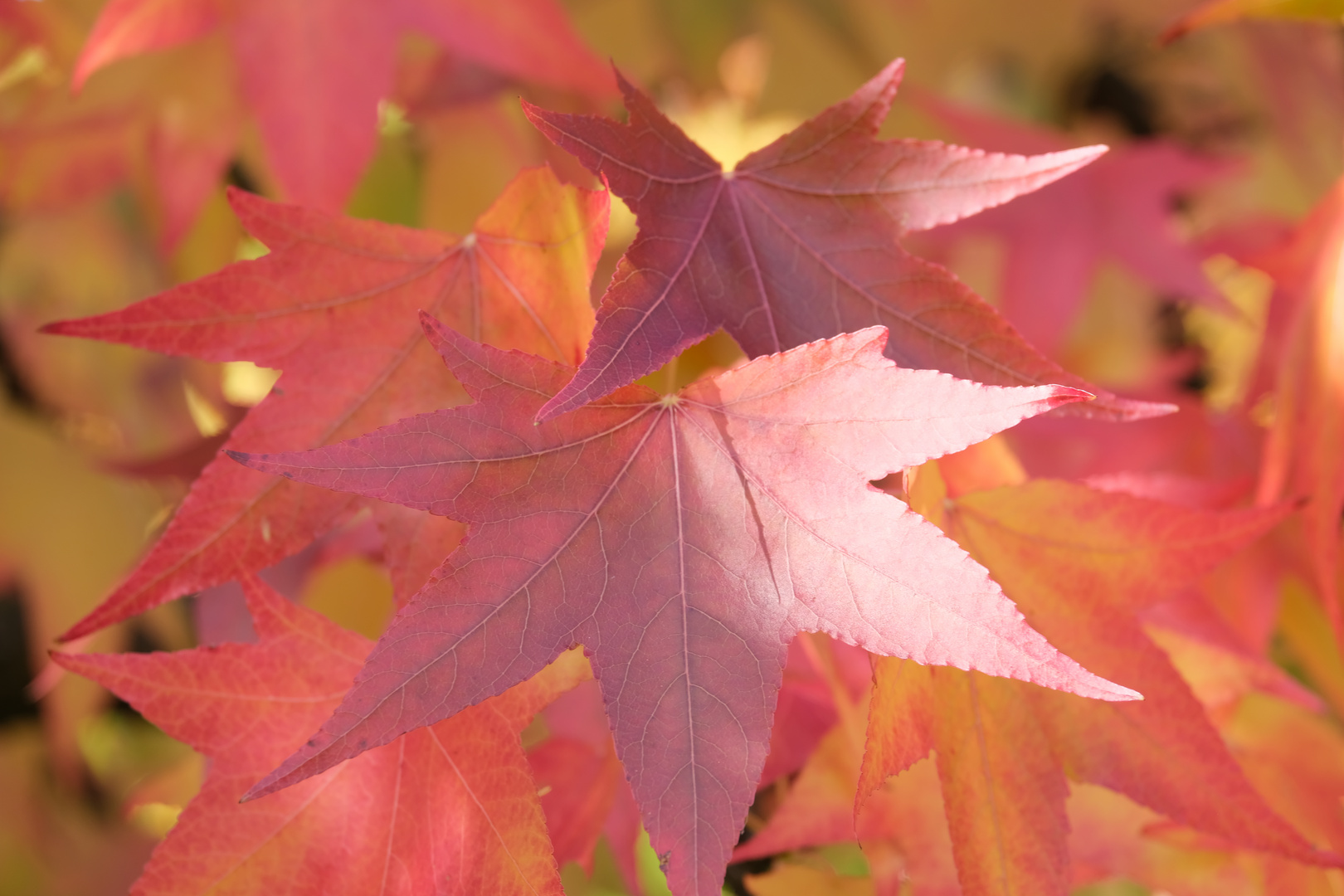 Ahornblättrige Platane Foto & Bild | fotos, makro, bäume Bilder auf ...