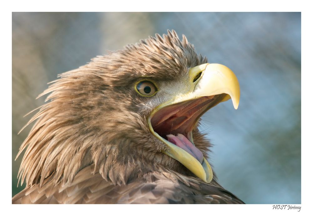 Aigle photo et image | Images fotocommunity