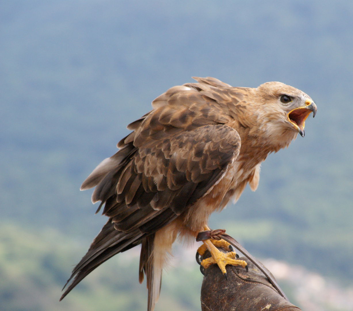 aigle photo et image | animaux, animaux sauvages, oiseaux Images ...