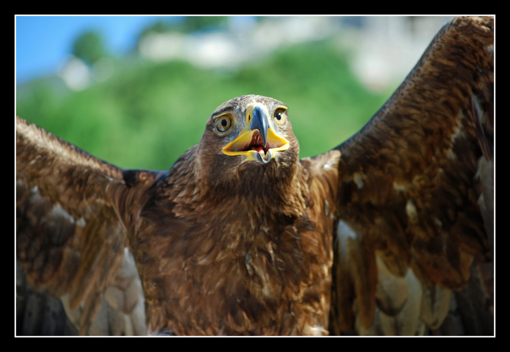 Aigle photo et image | animaux, zoo et animaux en captivité ...