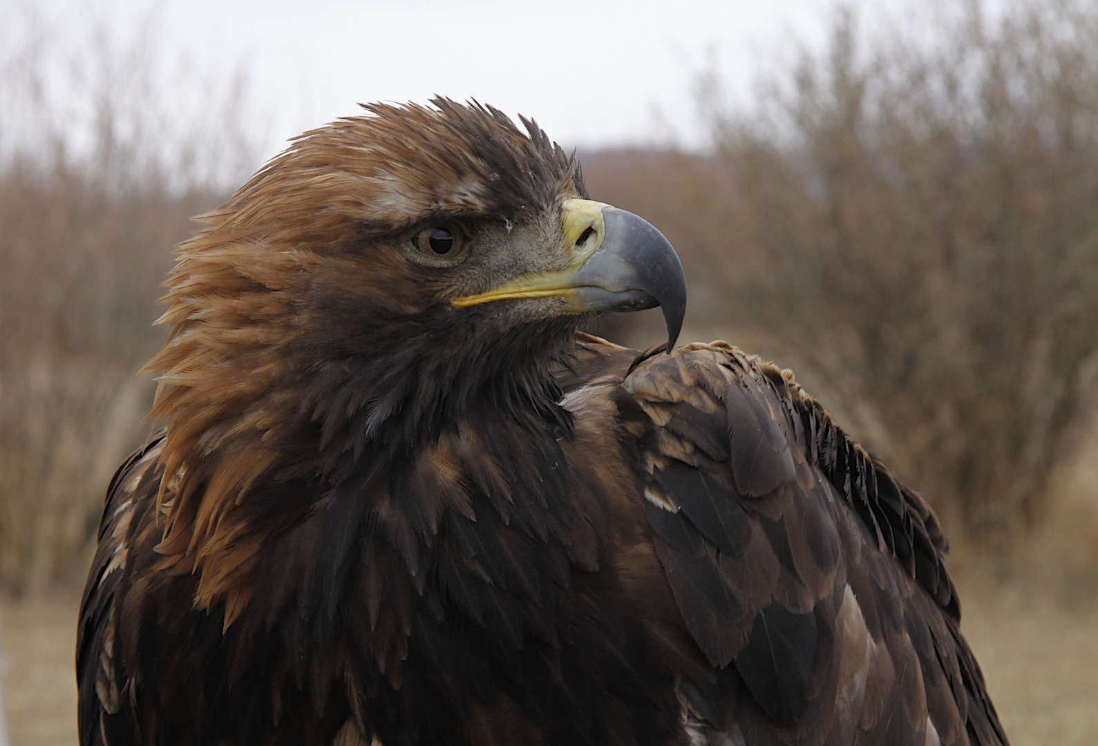 Aigle Royal photo et image | animaux, animaux sauvages, oiseaux Images ...