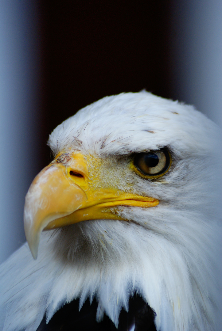 aigle royale photo et image | animaux, zoo et animaux en captivité ...