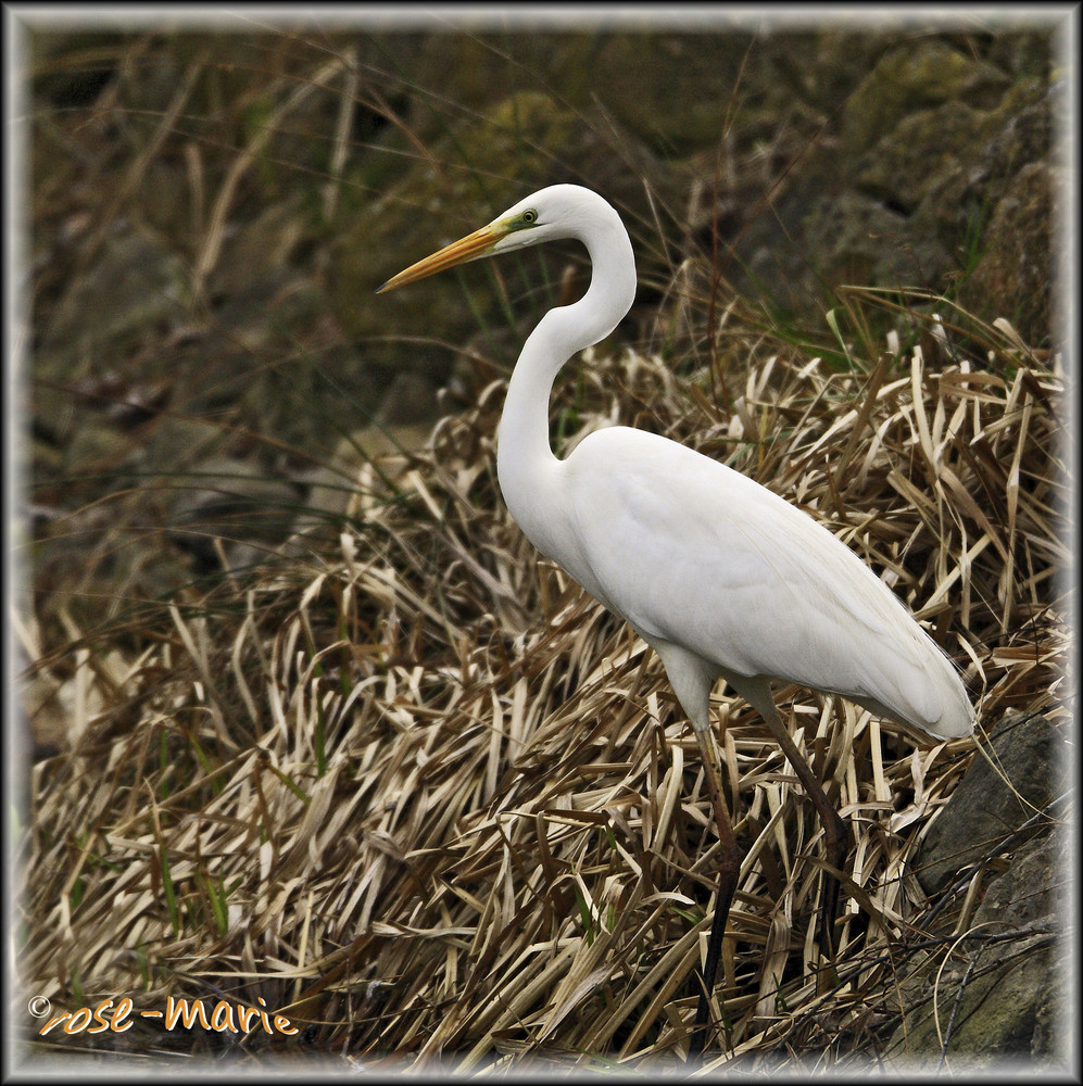 Aigrette photo et image | animaux, animaux sauvages, oiseaux Images ...