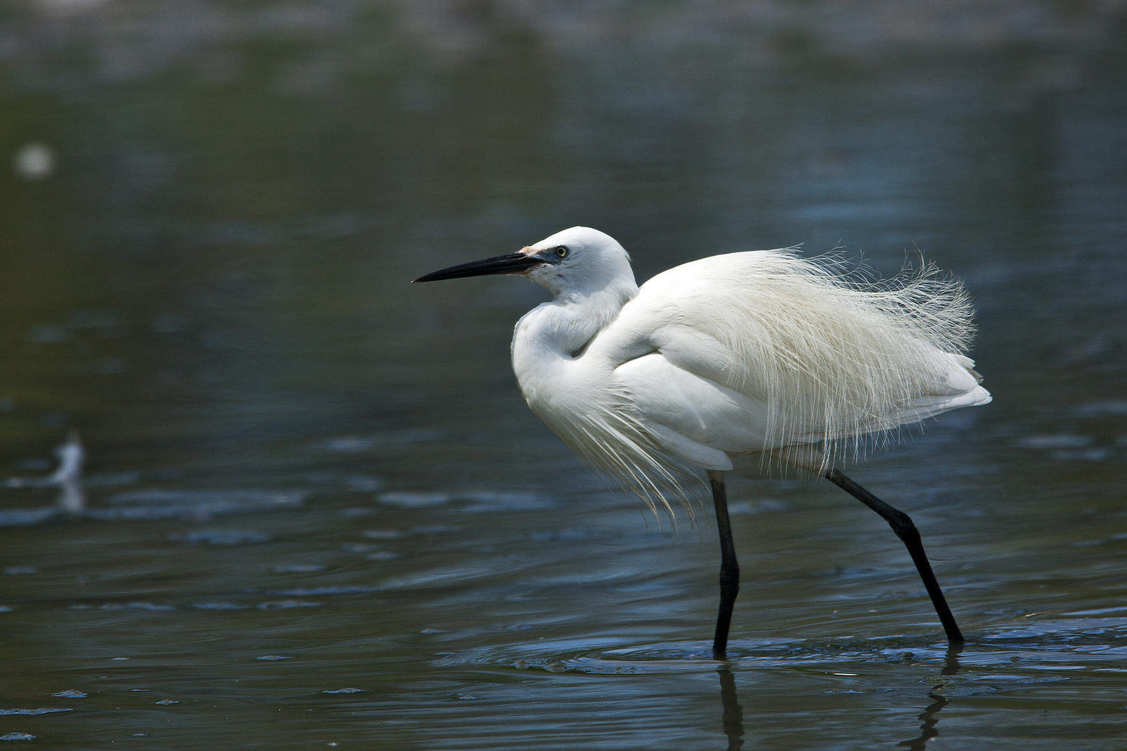 Aigrette garzette photo et image | animaux, animaux sauvages, oiseaux ...