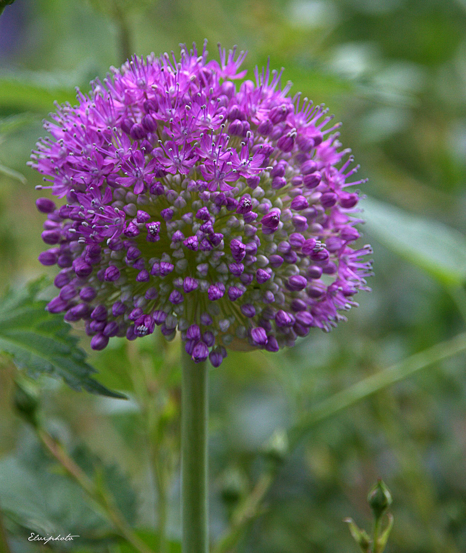 Ail décoratif photo et image | fleurs, fleurs , rose Images fotocommunity