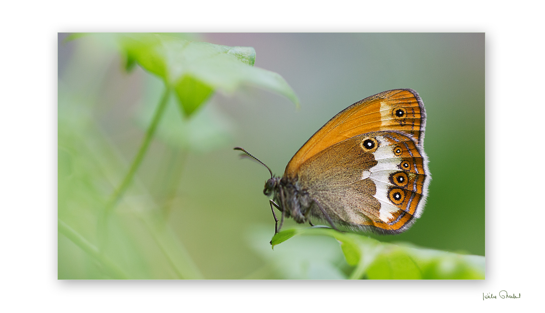 Ailes photo et image | macro nature, macro insectes, papillons Images ...