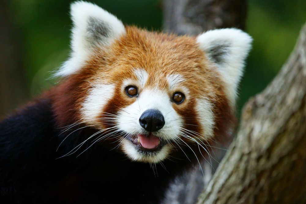 Ailurus fulgens - Kleiner Panda, Roter Panda, Katzenbär Foto & Bild ...