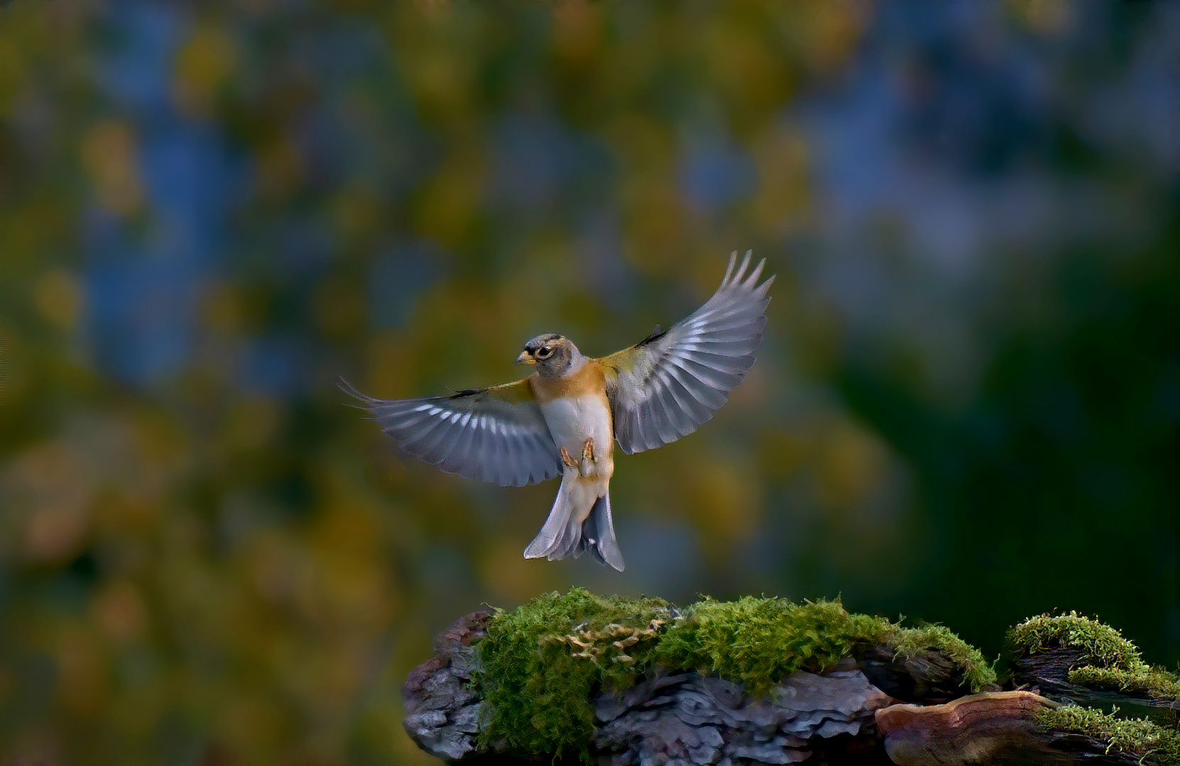 Airbalet ....Bergfink Foto & Bild | natur, herbst, tiere Bilder auf ...