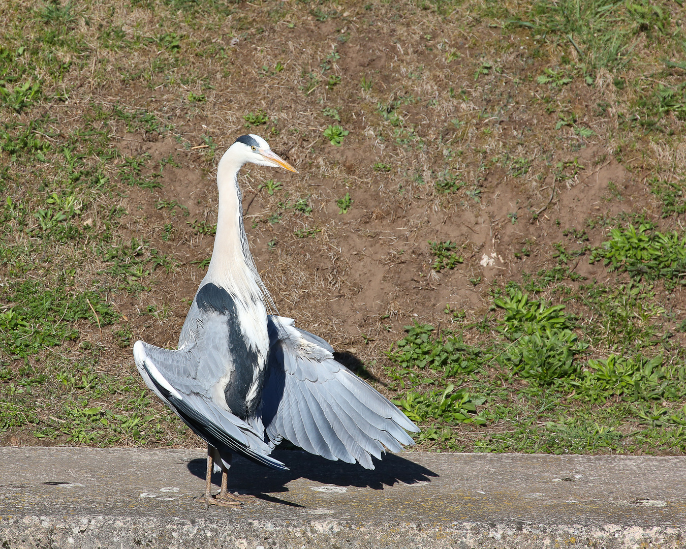 airone cinerino Foto & Bild | animali, uccelli allo stato libero ...