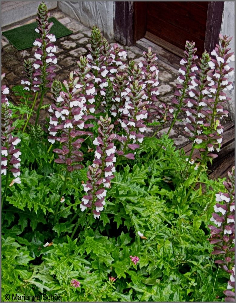 ...Akanthus...Acanthus mollis... Foto & Bild | makro, natur, blume ...